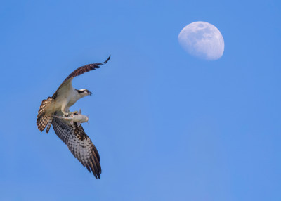 Going Home by Hanping Xiao