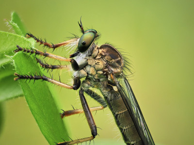 carnivorous insect by Takiko Hirai