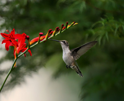 Hummingbird by Hannah & Wei