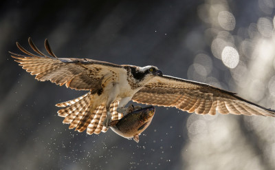 Osprey in Action by Hannah & Wei