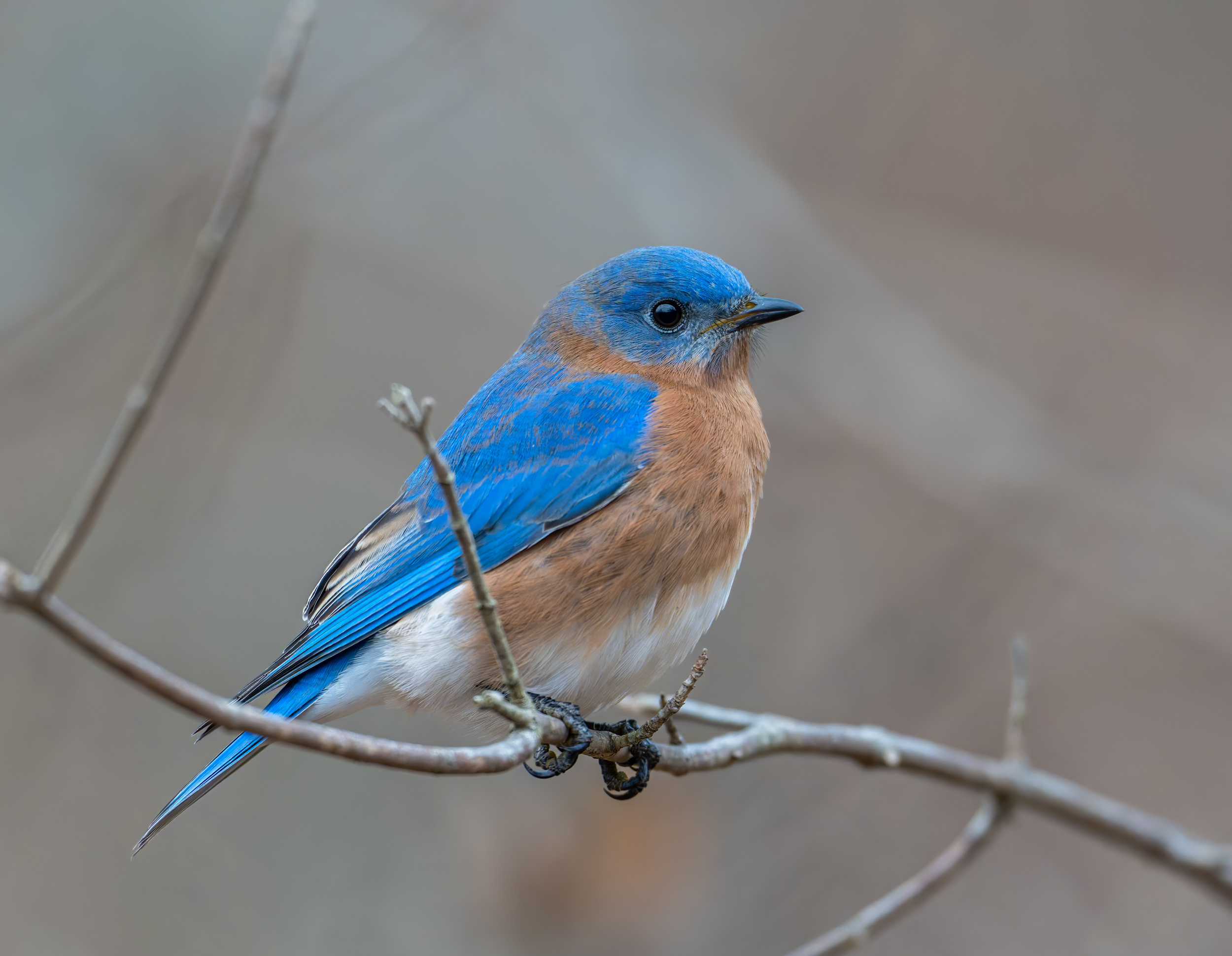Eastern bluebird by Steven Haddix