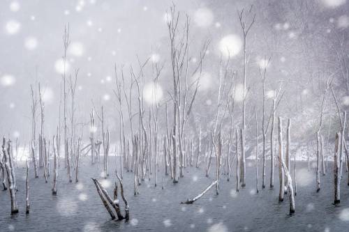 Snow fluttering in the grove by Yuusei Nagahata