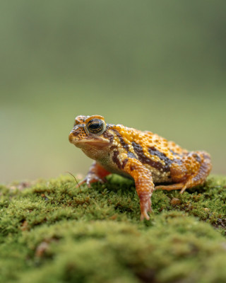 Amboli Tiger Toad by Abhisek Bagaria