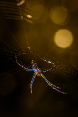 Sunset Spider by Ryuta Suzuki