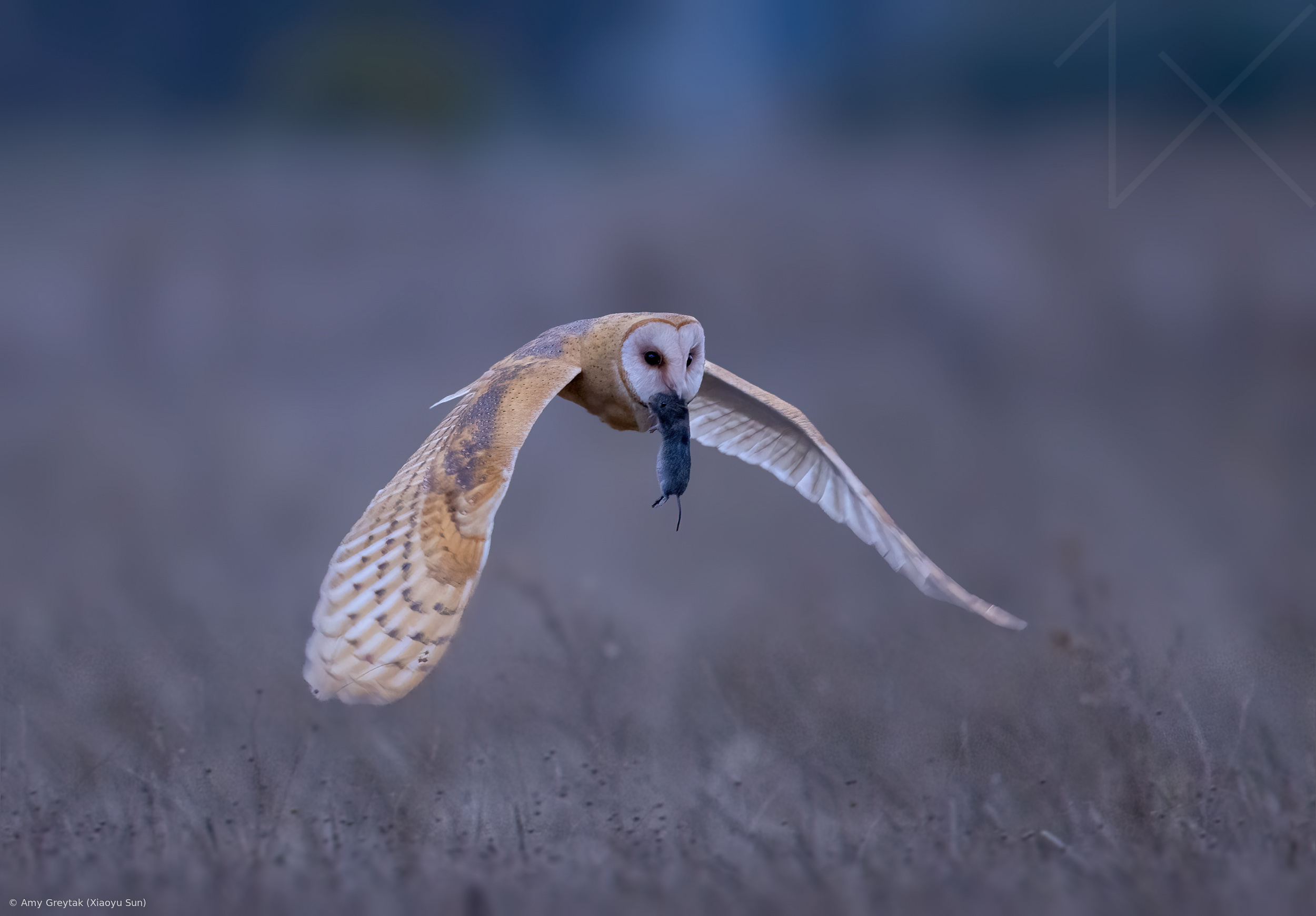 breakfast by Amy Greytak (Xiaoyu Sun)