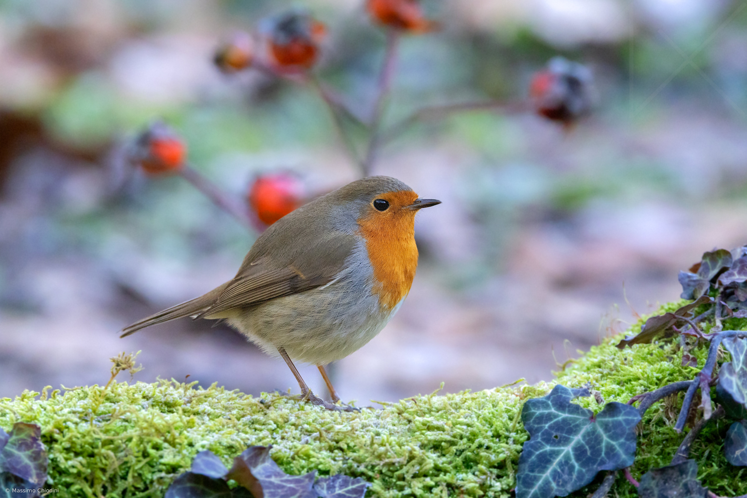 Frosted Robin by Massimo Chiodini