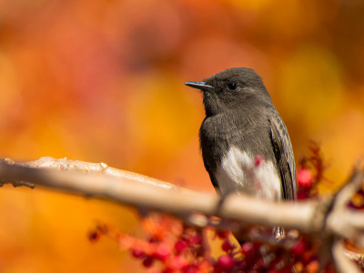 Black Phoebe in front of Color Palette by Bruce Li