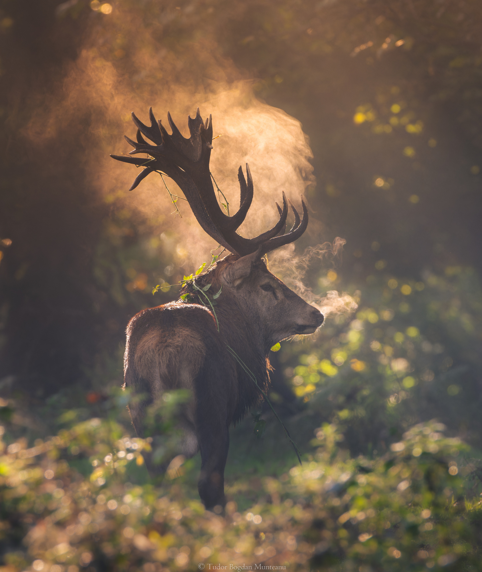 Autumn Breath by Tudor Munteanu
