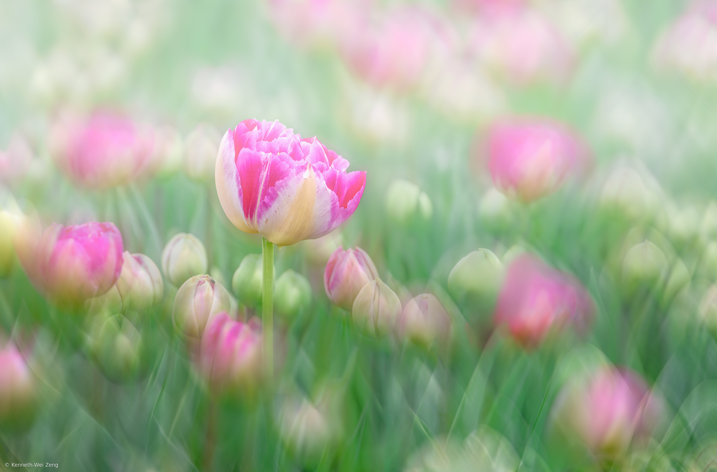 Blooming in a Dream by Kenneth-Wei Zeng