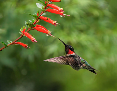 Hummingbird by Hannah & Wei