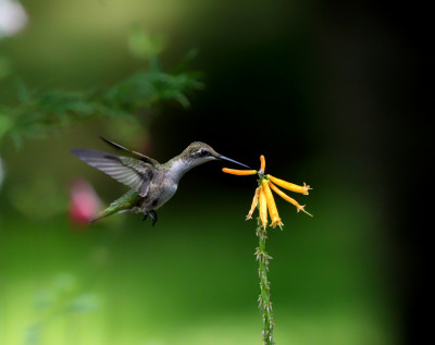 Hummingbird by Hannah & Wei