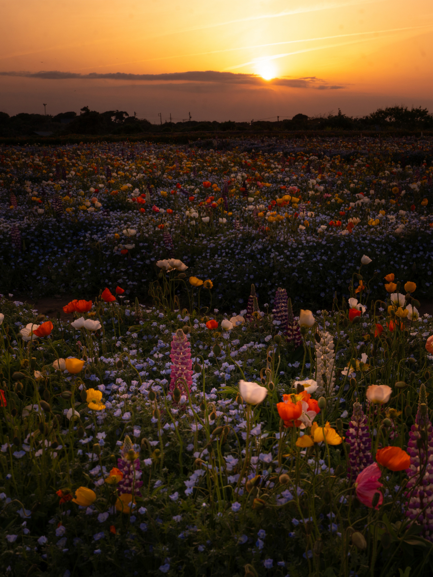 Twilight Bloom by Naoko Tochinai