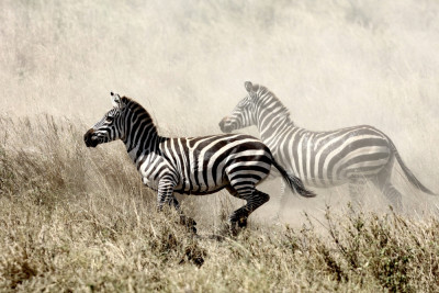 The Zebra Chase by Tereza Frank