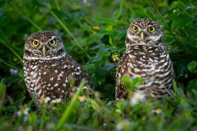 Burrowing Owl Couple by Wanghan Li