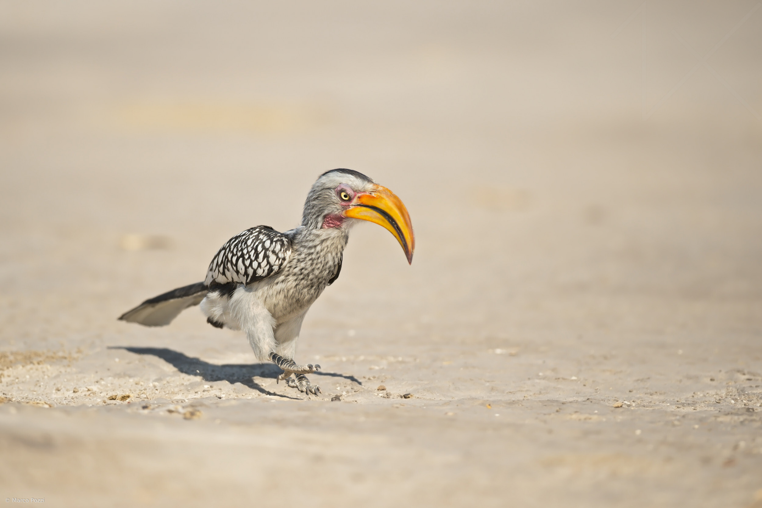 walker by Marco Pozzi