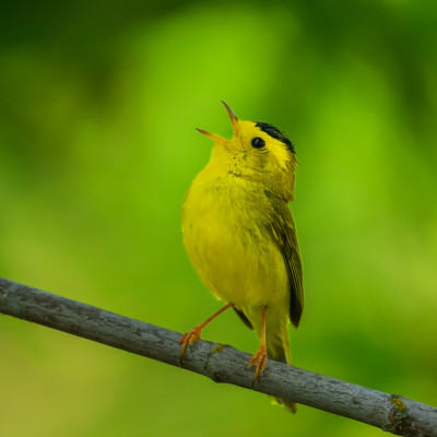 Wilson's warbler singing by Moses Wang