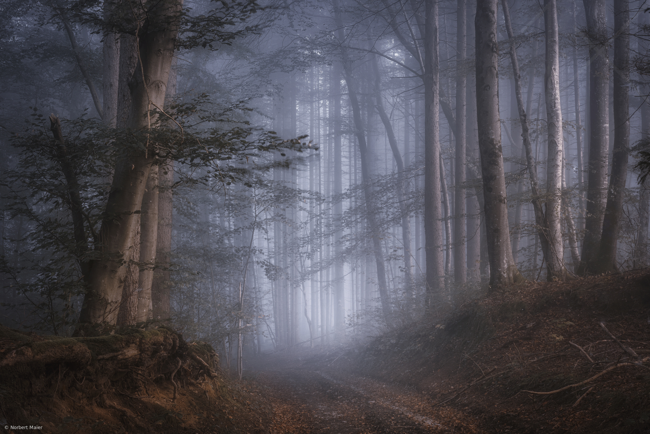 Blue Morning Forest by Norbert Maier