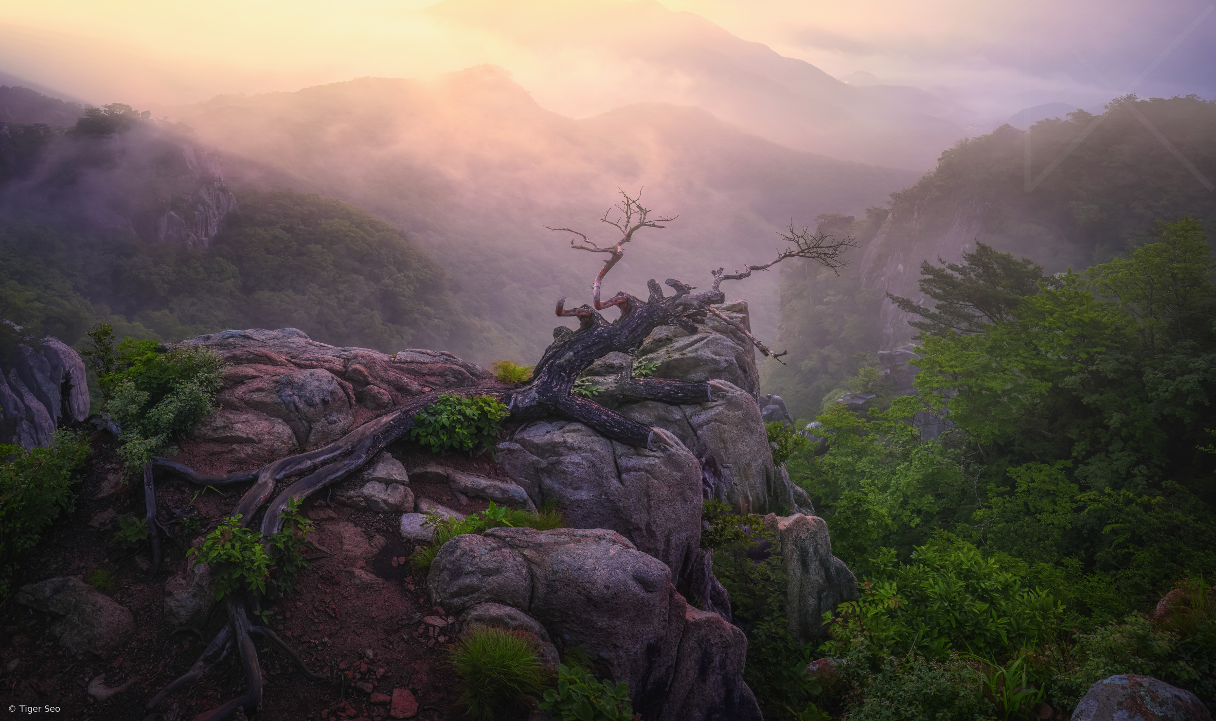 Tree on the top by Tiger Seo