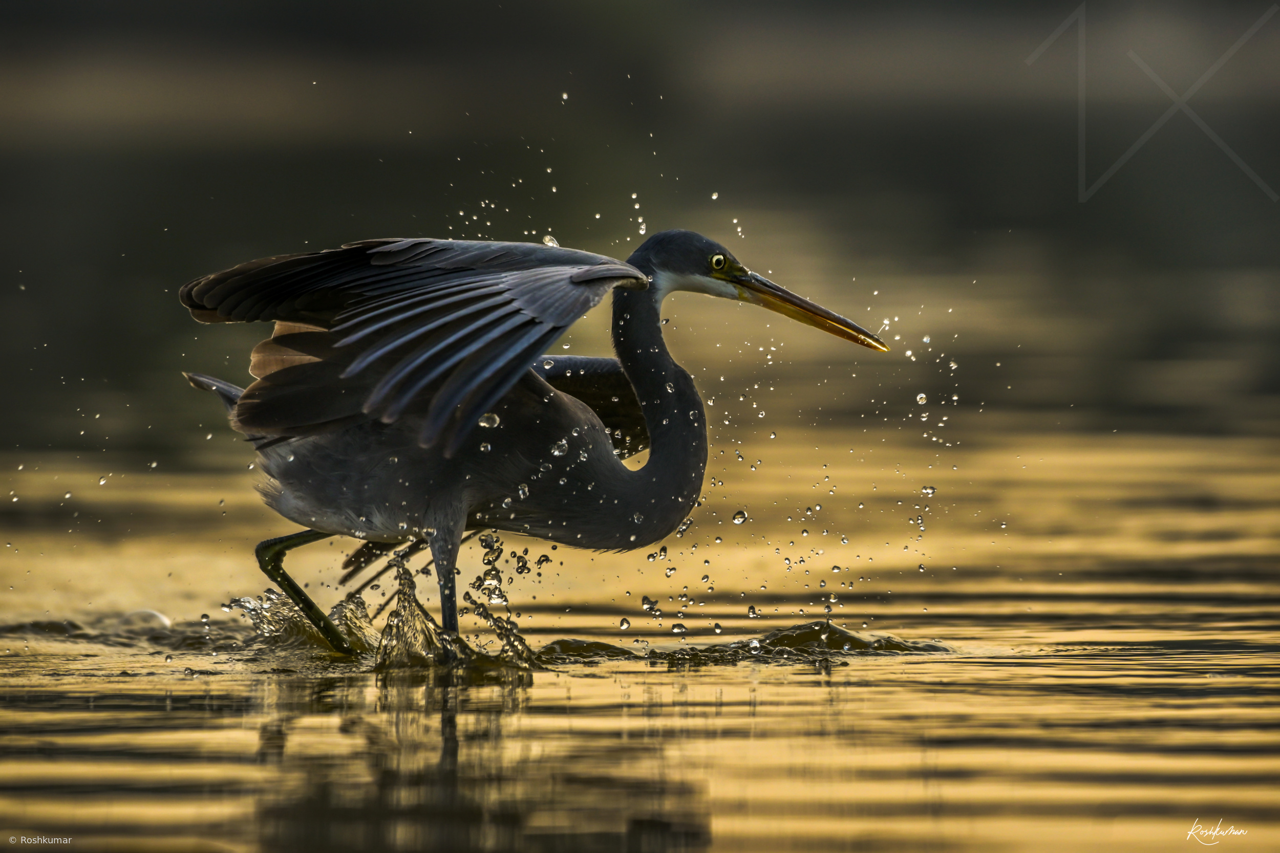 Golden Bath by Roshkumar