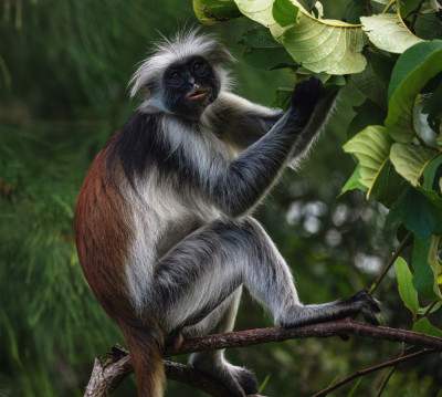 The Red Colobus, an endemic Monkey of Zanzibar by Roberto Miniero