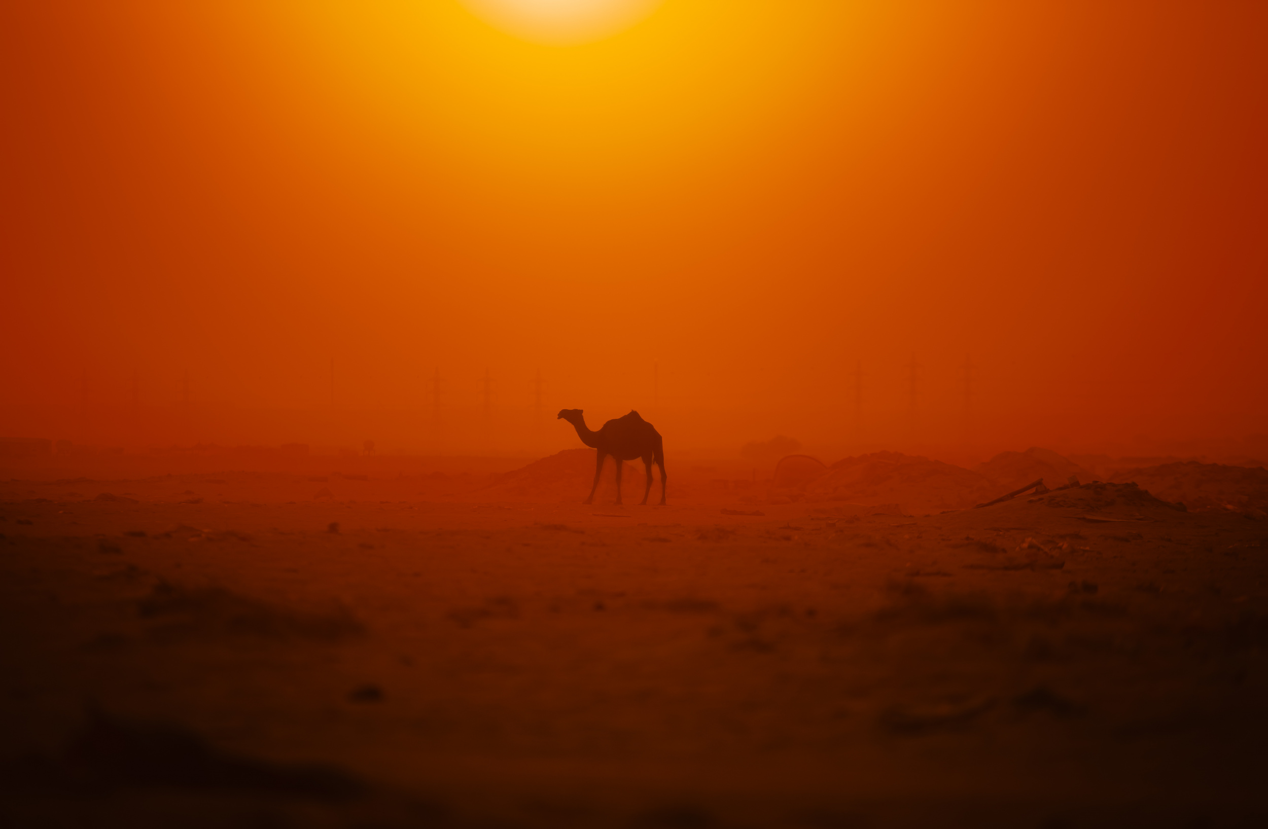 Our camel by basheer