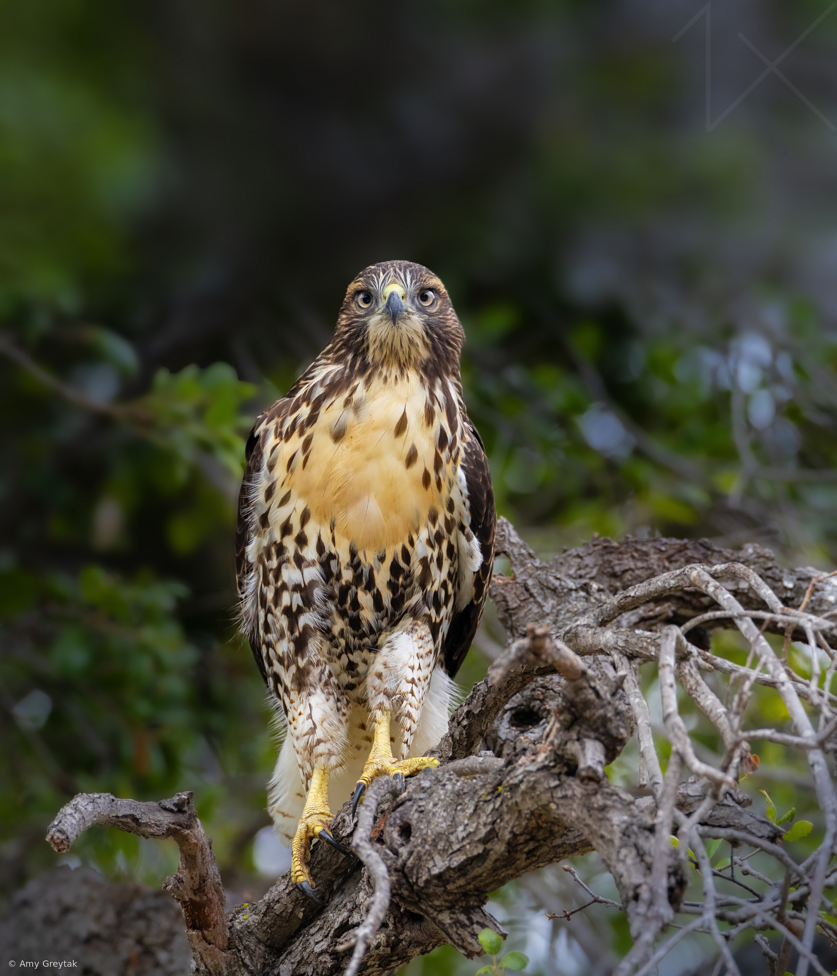 Red-tailed Hawk chicks waiting for parents by Amy Greytak