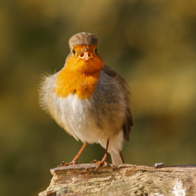 Orange or red? by Annie Keizer