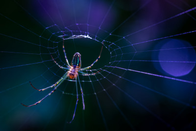 spiderweb by Ryuta Suzuki