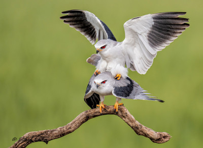 Elanus caeruleus 2 by Eldad Levin