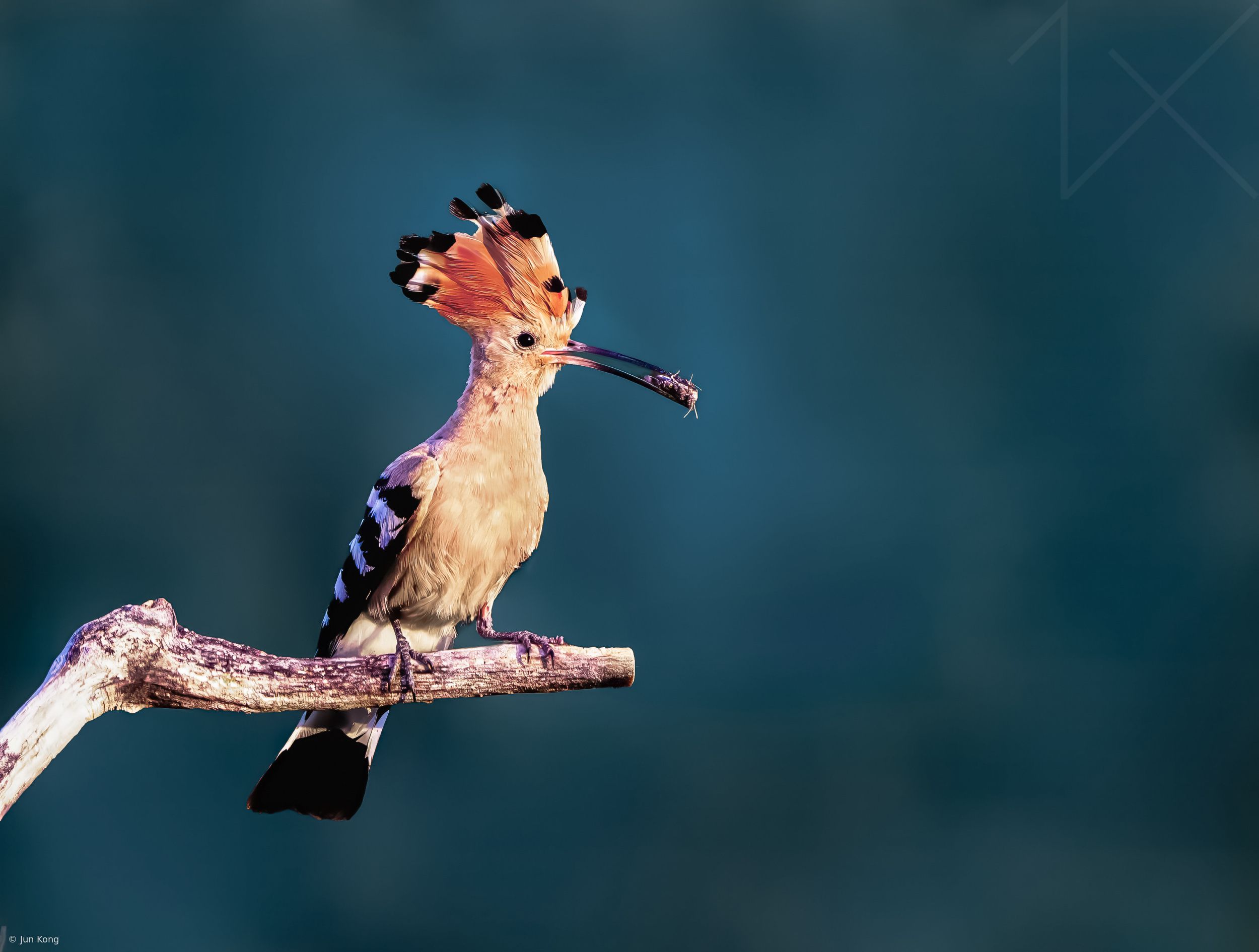 Hoopoe by Jun Kong