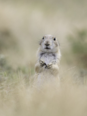 The Portrait of a Prairie Dog by Jingping Chen