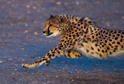 Cheetah by Johnson Huang