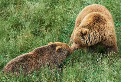 Loving bears by Helena García