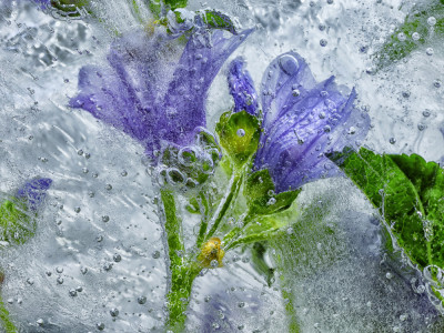 Frozen Mallow by Secundino Losada