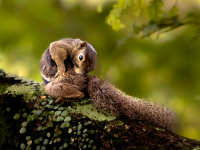 Squirrel Pose by Bobby Tan HY