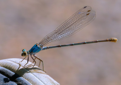 damselfly by Leeli Higgins