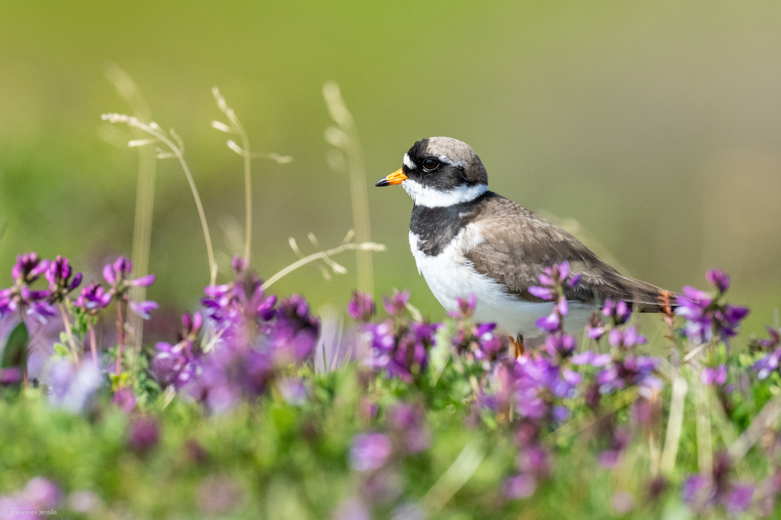 Sandlo by Johannes Jensås