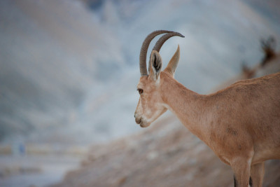 Pastel by Tal shiboli