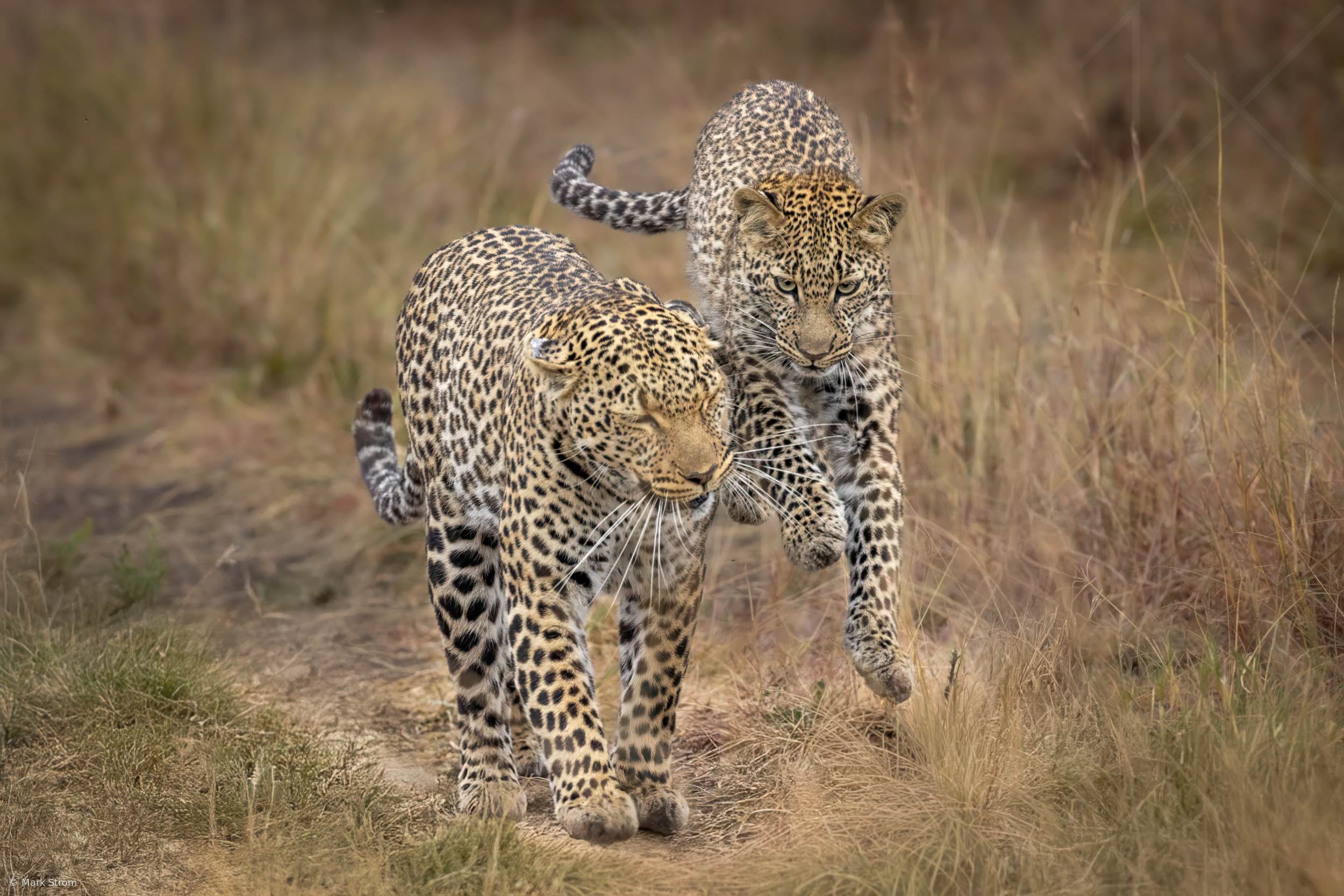 Leopards Leaping by Mark Strom