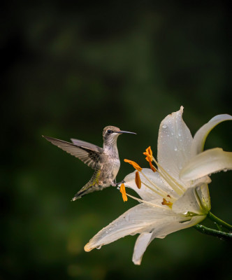 Hummingbird by Hannah & Wei