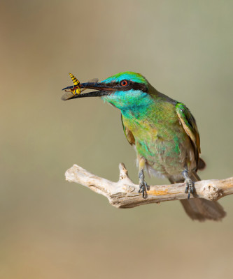 Arabian bee-eater by Raad Btoush