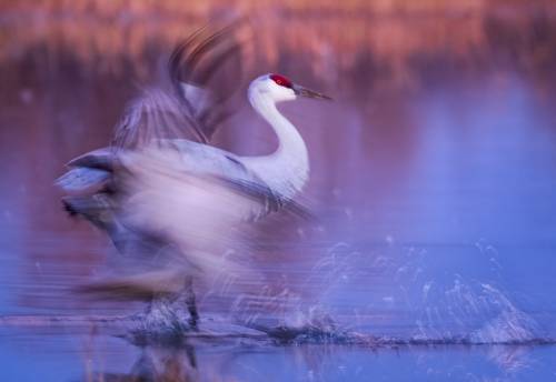 Skimming The Water by Hanping Xiao