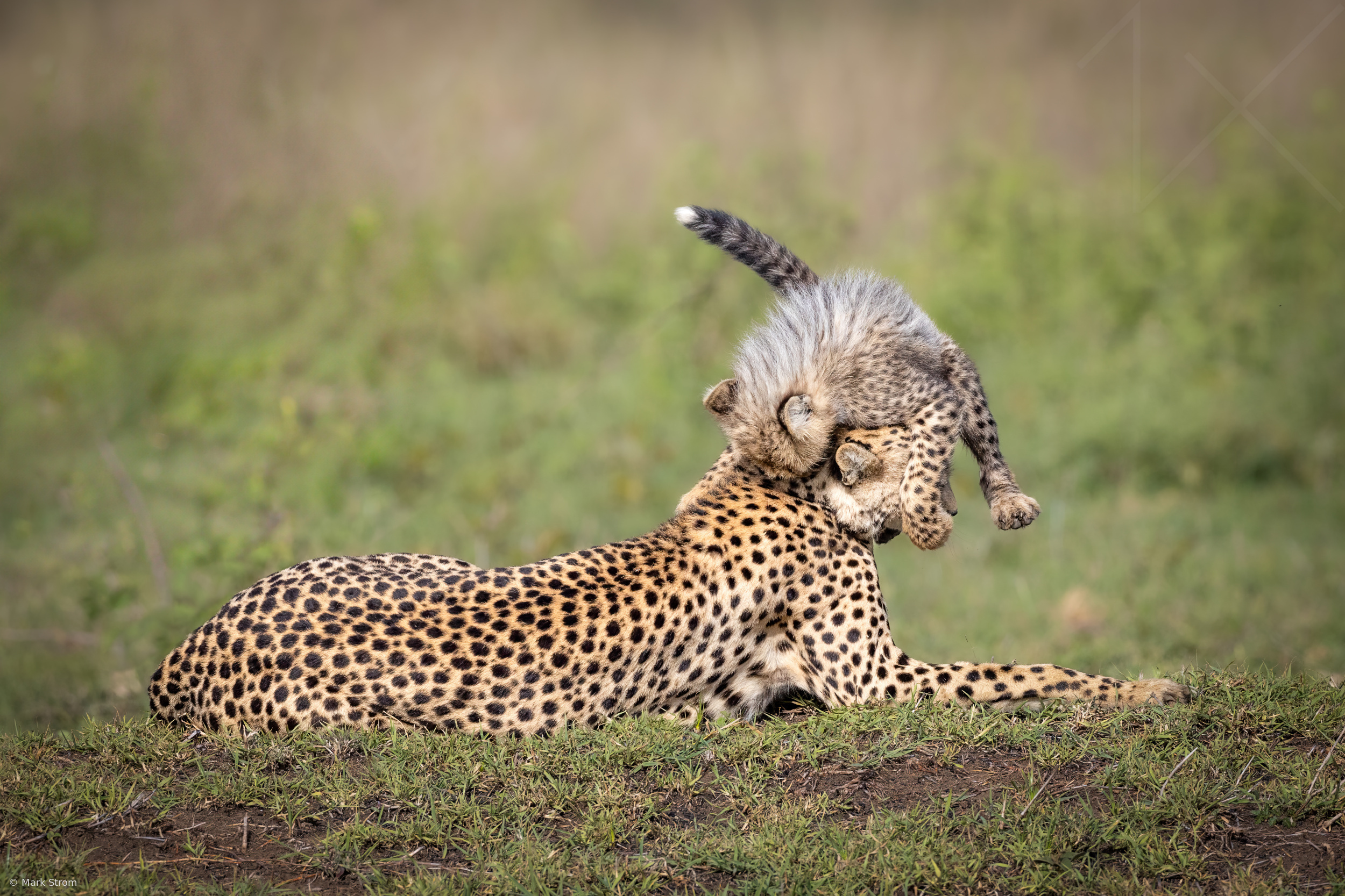 Smothered in Love by Mark Strom