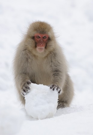 Snow Monkey by Brian Scott