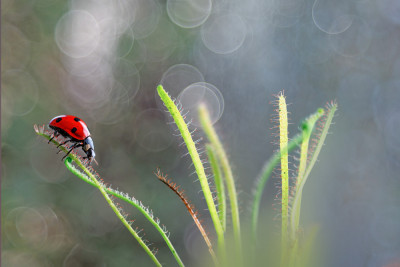 Ladybug in spring by Summer2016