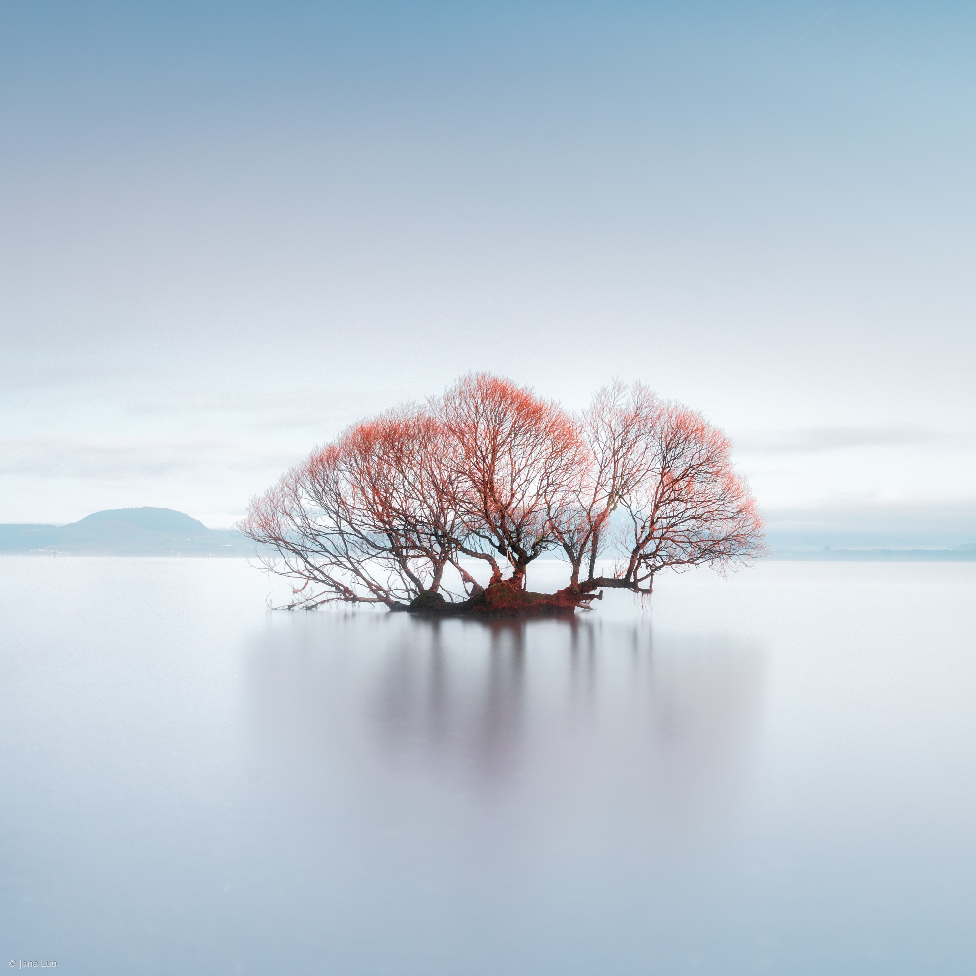 A touch of sunset light on my tree by Jana Luo