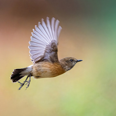 Flying to the happiness- Female Stonechat by Yousef Abuaisheh