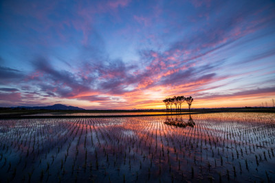 Sunset rice field by Mizo