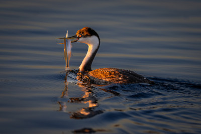 Early Morning Catch by Wanghan Li
