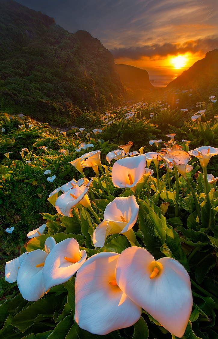 Wave by Yan L-花瓣网